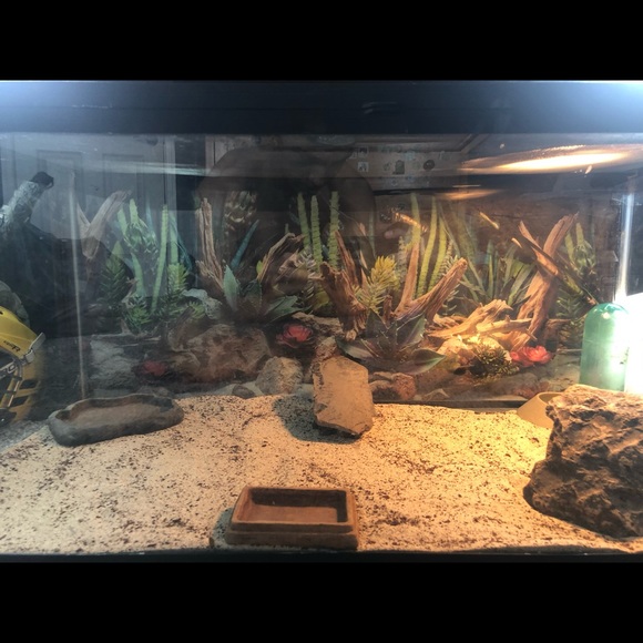 Reptile | 4 Gallon Lizard Tank With Lights | Poshmark